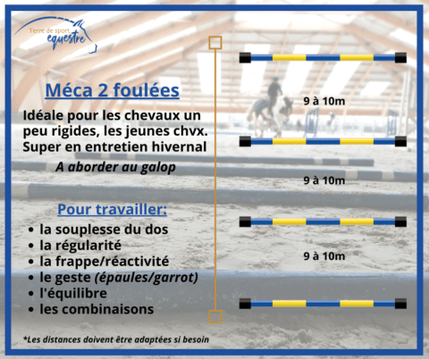 7 exercices jeune cheval pour bien le préparer - Terre de Sport Equestre