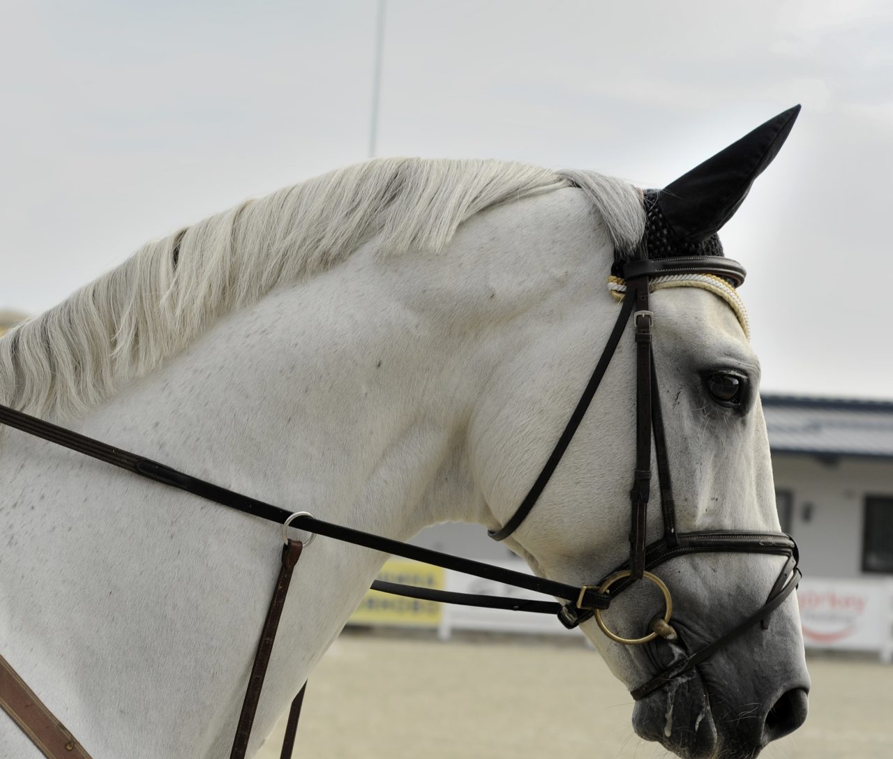 Comment mettre un cheval en place ? - Terre de Sport Equestre