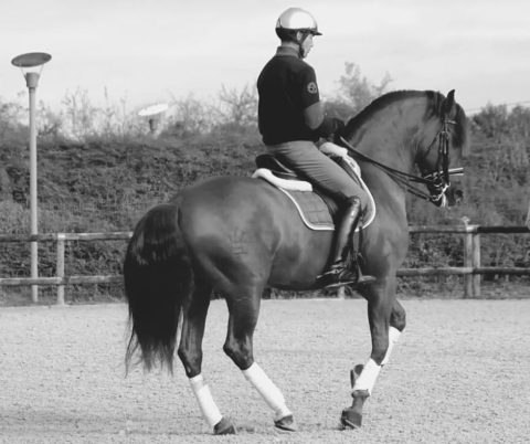Position cavalier dressage : Les astuces Terre de Sport Equestre