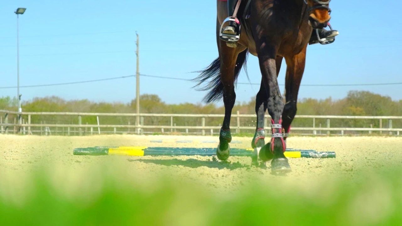 Incurvation cheval : comment incurver son cheval