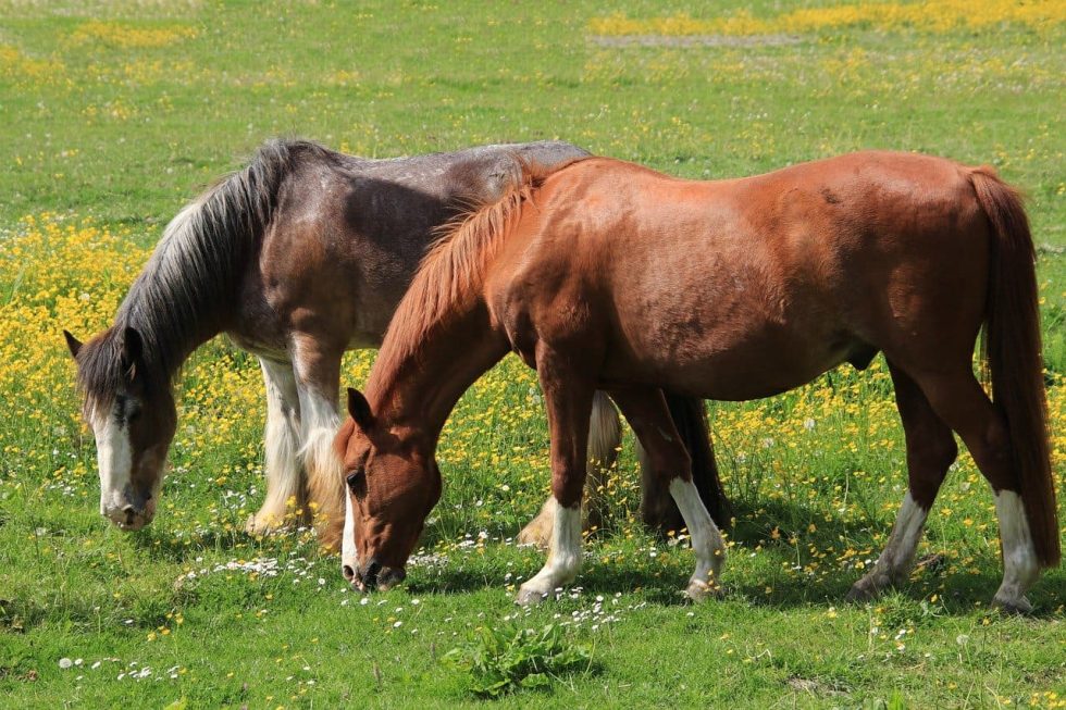 Fourbure cheval : prévention et traitement - Terre de Sport Equestre