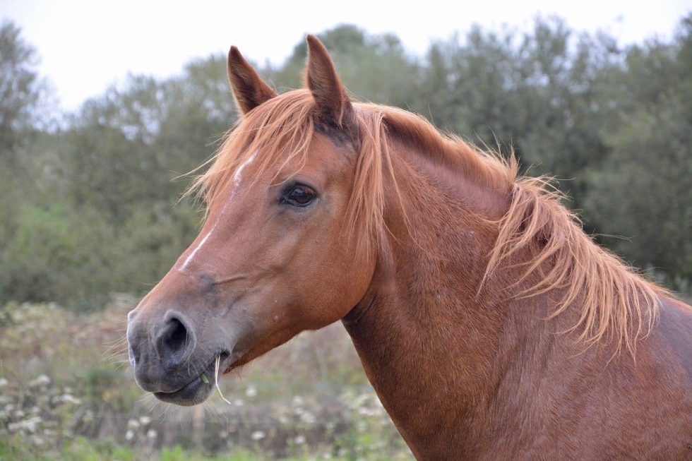 Fourbure cheval : prévention et traitement - Terre de Sport Equestre