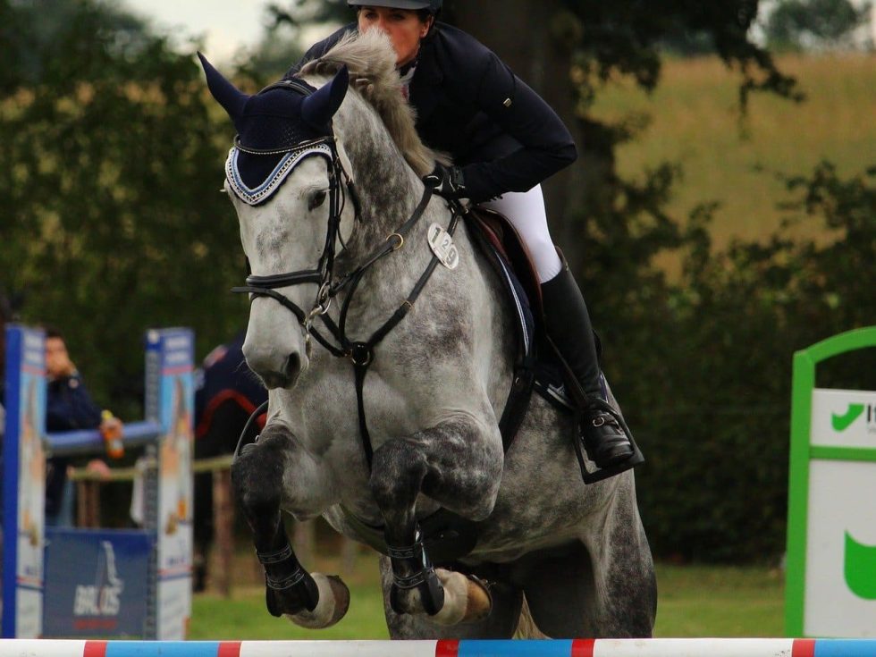 L’équitation de saut d’obstacles : dossier complet ! Partie 1