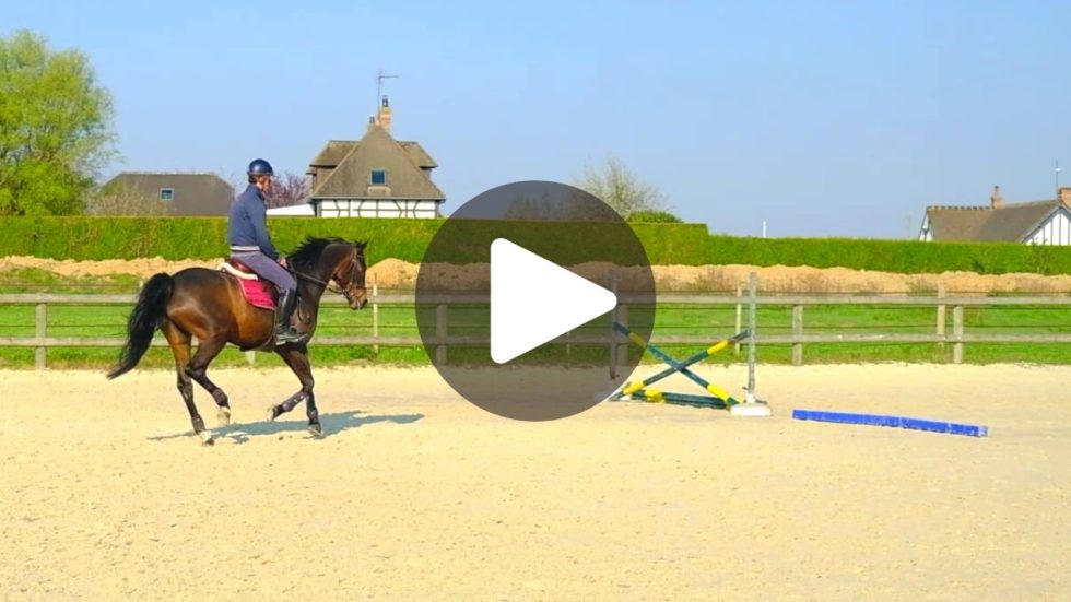 Barres au sol - Terre de Sport Equestre