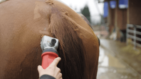 Tonte chevaux : le guide complet
