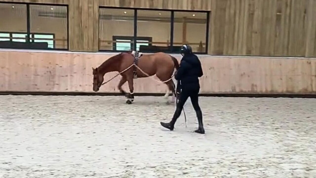 Travailler son cheval en longues rênes - Terre de Sport Equestre