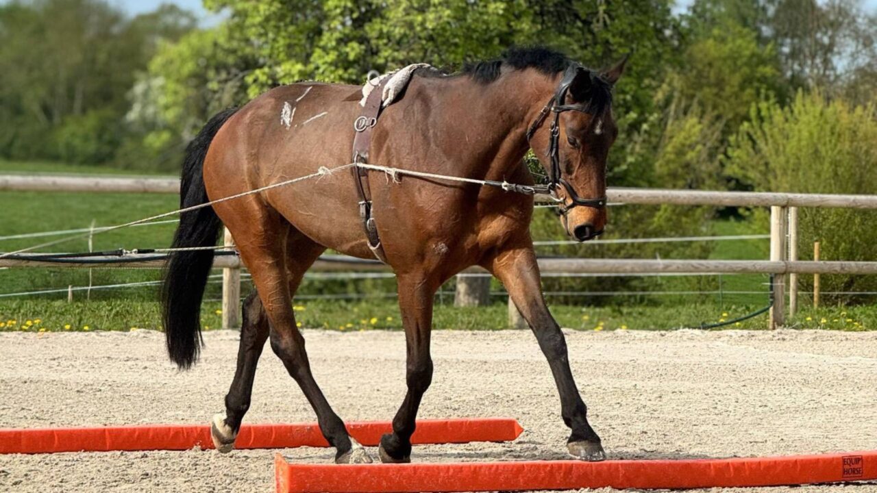 Travailler son cheval en longues rênes - Terre de Sport Equestre